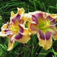 Photo of the bloom of Daylily (Hemerocallis 'Fancy Face') posted by Chalisa - Garden.org
