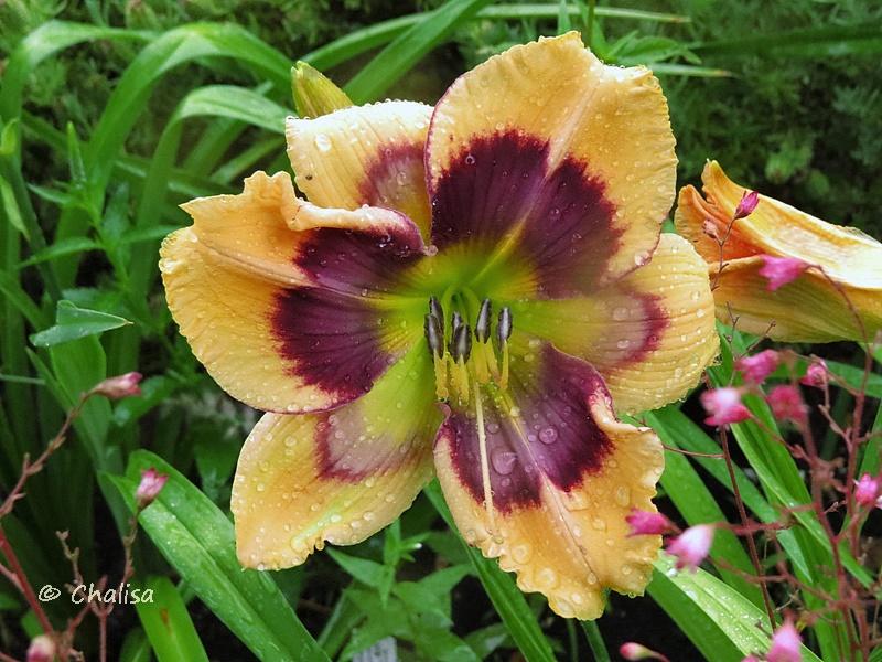 Photo of the bloom of Daylily (Hemerocallis 'Fancy Face') posted by Chalisa - Garden.org