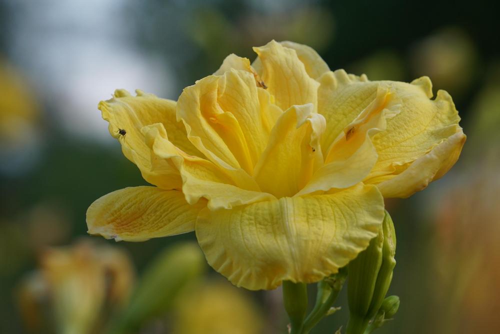 Photo of the bloom of Daylily (Hemerocallis 'Longfields Forever Jung ...