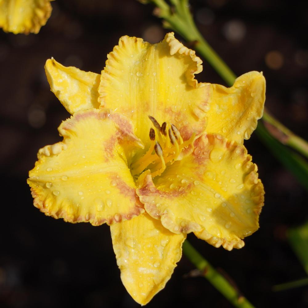 Photo of the bloom of Daylily (Hemerocallis 'Princess Kinga') posted by ...