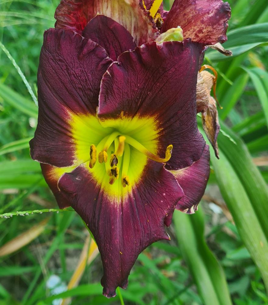 Photo of the bloom of Daylily (Hemerocallis 'Earl Porter') posted by ...