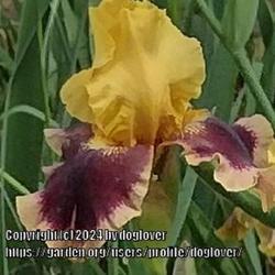 Tall Bearded Iris (Iris 'Mastery') in the Irises Database - Garden.org
