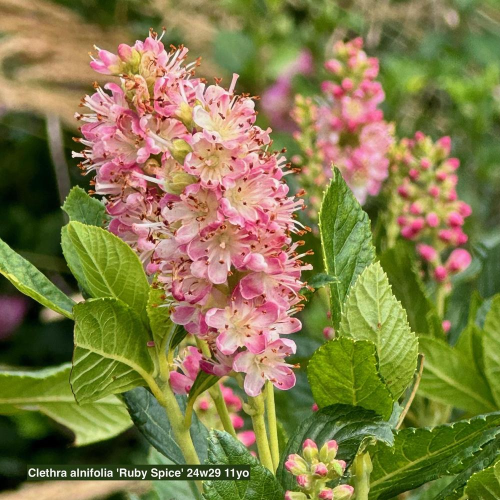 Photo of the bloom of Sweet Pepperbush (Clethra alnifolia 'Ruby Spice ...