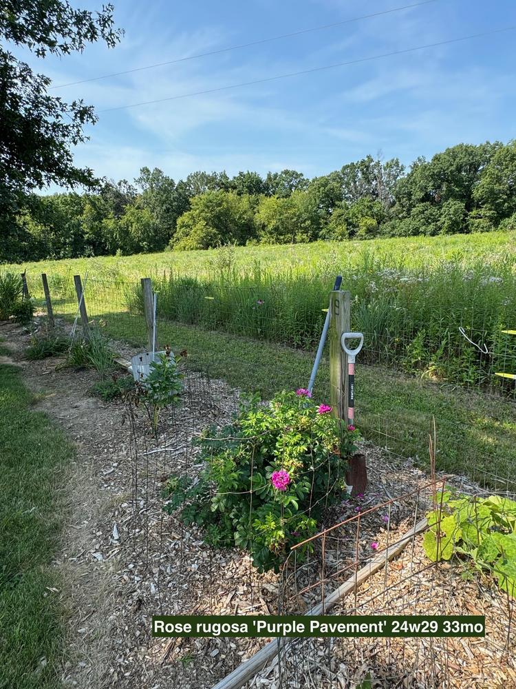 Photo of the entire plant of Rose (Rosa 'Rotes Meer') posted by ...