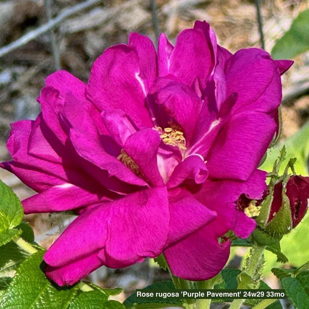 Photo of the bloom of Rose (Rosa 'Rotes Meer') posted by ...