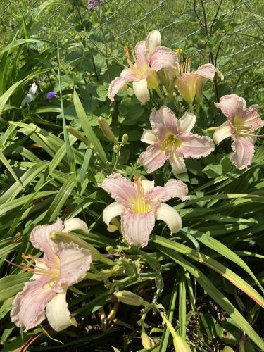 June/July 2024 Clump Shots in the Daylilies forum - Garden.org