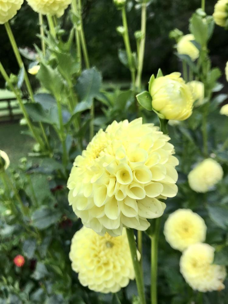 Photo of the entire plant of Dahlia 'Clearview Daniel' posted by ...