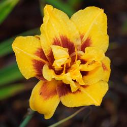 Daylily (Hemerocallis 'Double Bold One') in the Daylilies Database - Garden.org