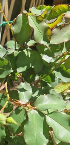 Rose leaves curling and purple in the Roses forum - Garden.org