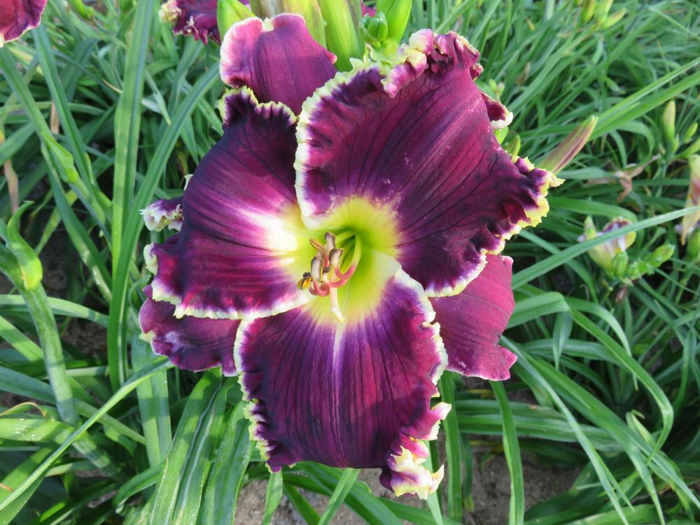 Photo of the bloom of Daylily (Hemerocallis 'Pinewood Tree of Life ...