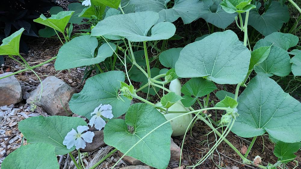 Photo of the entire plant of Hard-shelled Gourd (Lagenaria siceraria ...