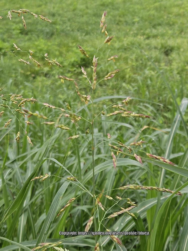 Photo of the seed pods or heads of Quackgrass (Elymus repens) posted by ...