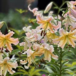 Lily (Lilium 'Elusive') in the Lilies Database - Garden.org