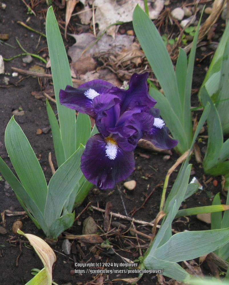 Photo of the bloom of Standard Dwarf Bearded Iris (Iris 'Wish Upon a Star') posted by doglover ...