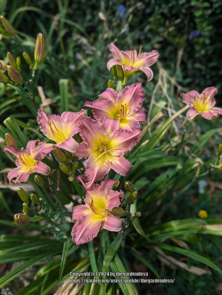Photo of the entire plant of Daylily (Hemerocallis 'Persian Shrine ...