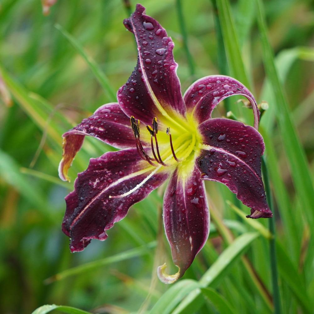 Daylily (Hemerocallis 'Longfields Paint It Black') in the Daylilies ...