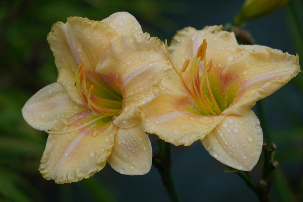 Photo of the bloom of Daylily (Hemerocallis 'Jedi Cream Puff') posted ...