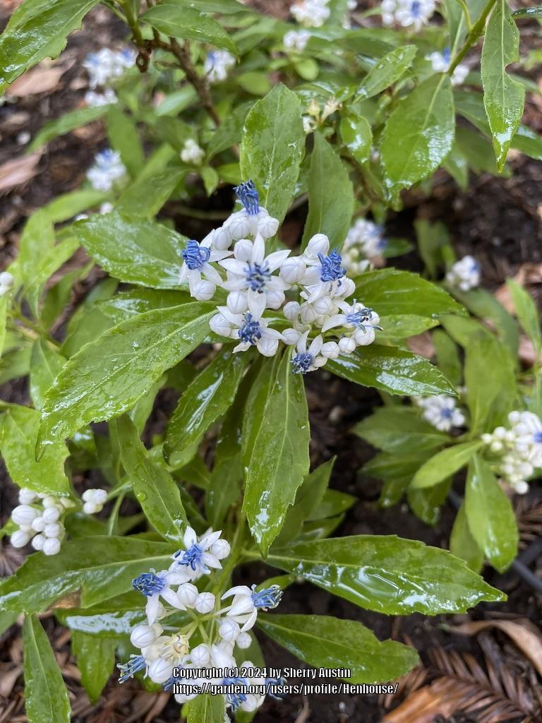 Evergreen Chinese Hydrangea (Hydrangea febrifuga 'Yamaguchi Select') in ...
