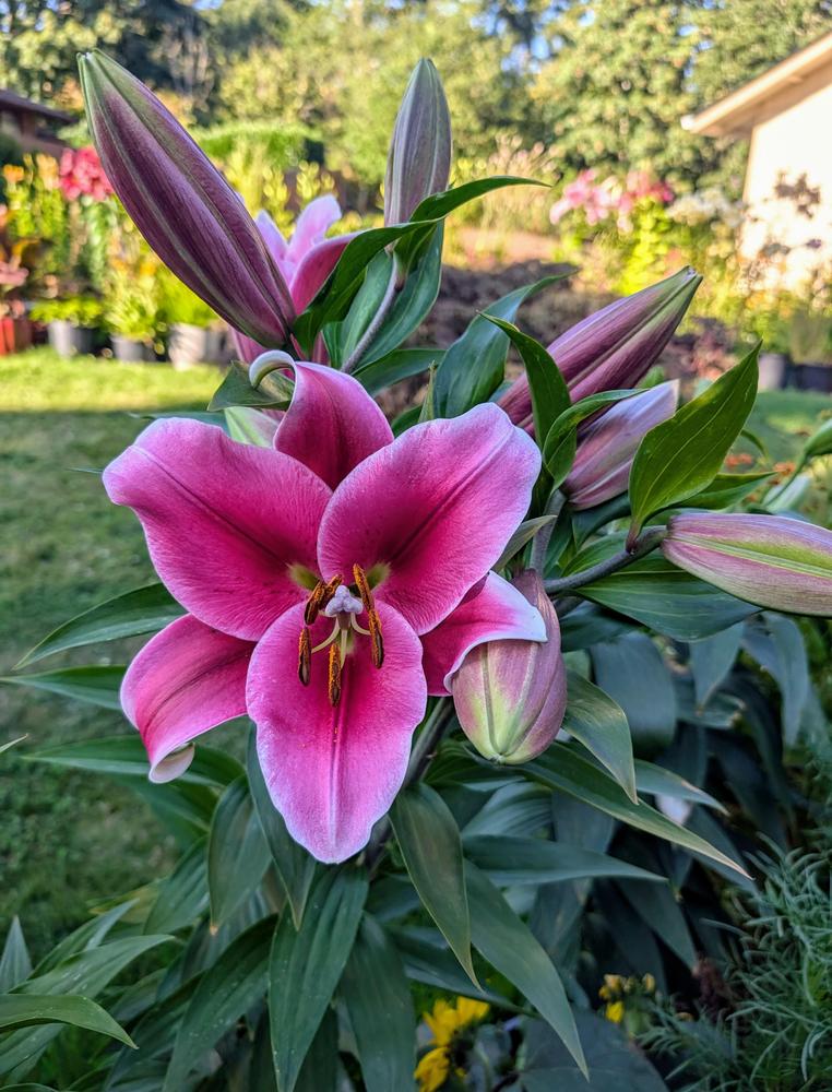 Photo of the entire plant of Lily (Lilium Strong Love®) posted by Joy ...