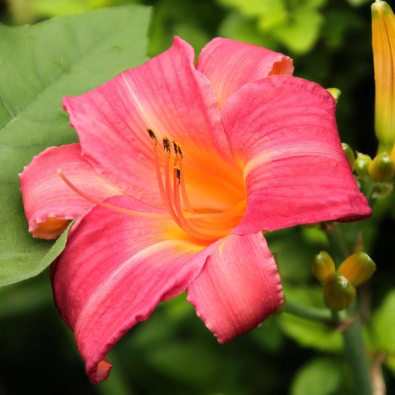 Photo of the bloom of Daylily (Hemerocallis 'Cherry Cheeks') posted by ...