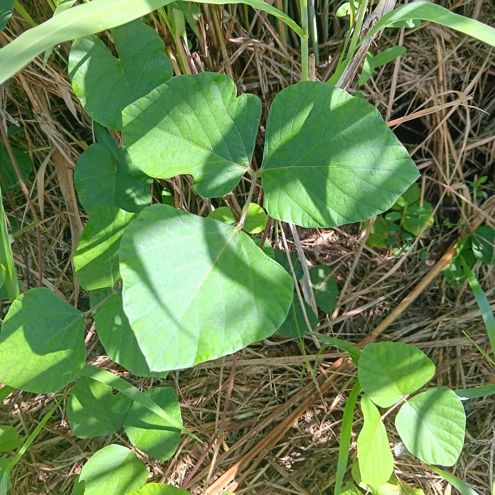 Is this Kudzu? in the Plant ID forum - Garden.org