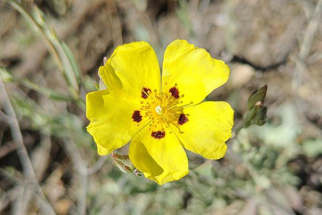 Photo of the bloom of Tuberaria guttata posted by RuuddeBlock - Garden.org