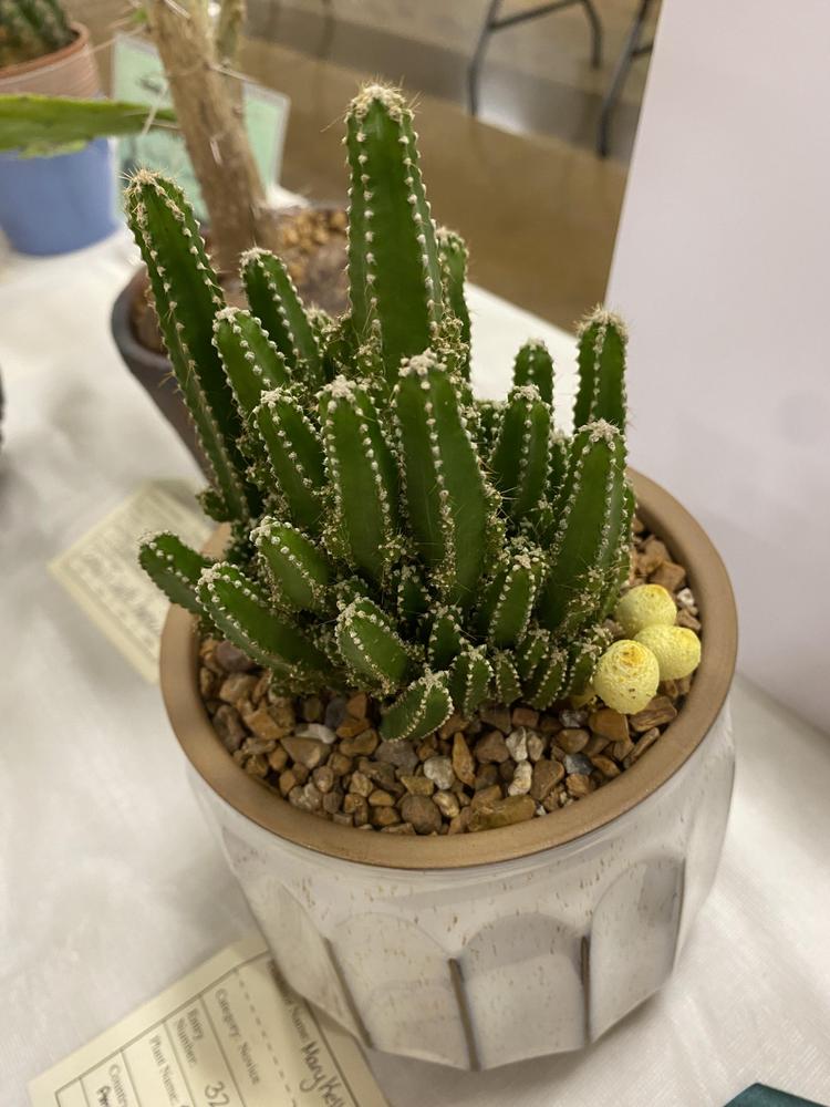 Photo of the entire plant of Triangle Cactus (Acanthocereus tetragonus ...