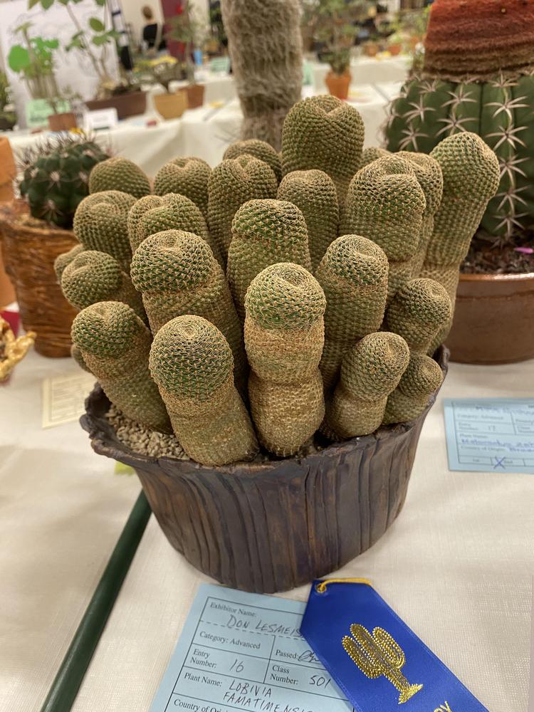 Photo of the entire plant of Orange Cob Cactus (Reicheocactus ...