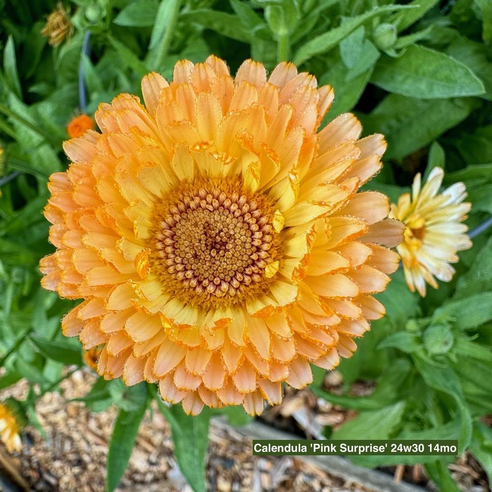 Photo of the bloom of Pot Marigold (Calendula officinalis 'Pink ...