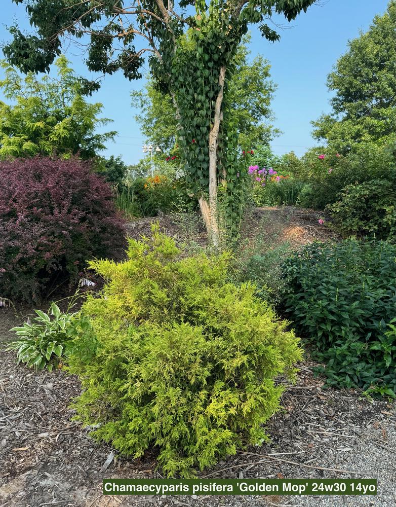 Photo of the entire plant of Sawara Cypress (Chamaecyparis pisifera ...