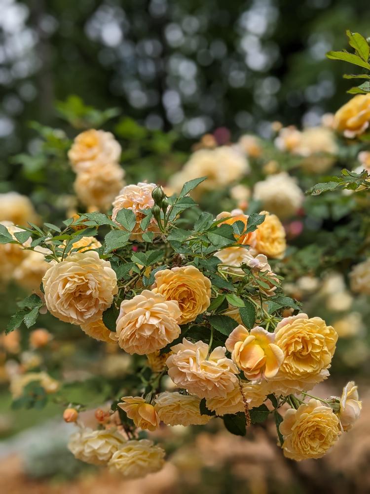 Photo of the bloom of Rose (Rosa 'Jeri Jennings') posted by ...