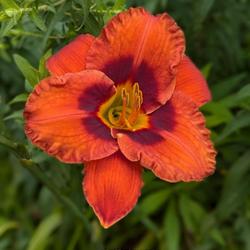 Daylily (Hemerocallis 'Mighty Chestnut') in the Daylilies Database - Garden.org