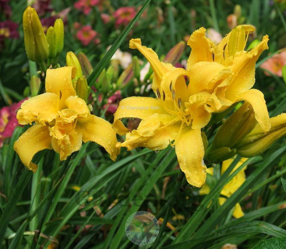 Photo of the entire plant of Daylily (Hemerocallis 'Beast of Bamburgh') posted by Char - Garden.org