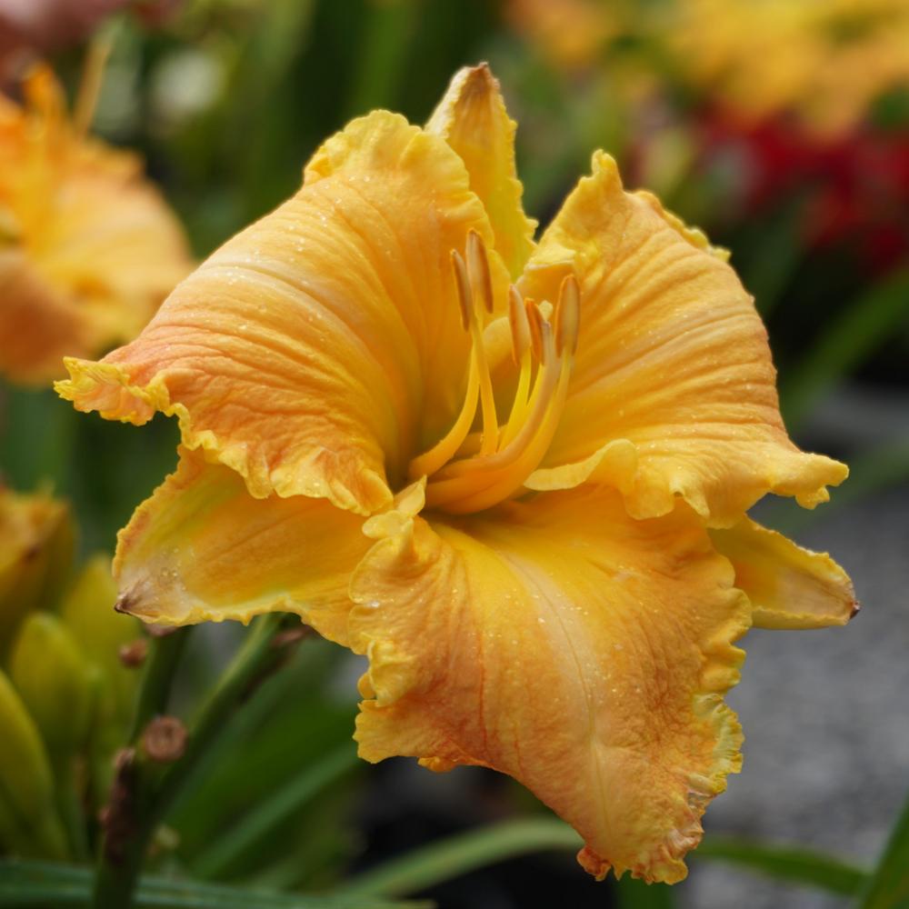 Photo of the bloom of Daylily (Hemerocallis 'Longfields Sugar Sugar ...