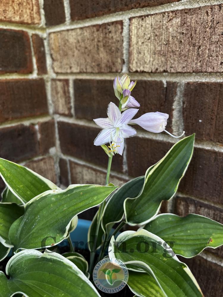 Photo of the bloom of Hosta 'Libby' posted by Hamwild - Garden.org