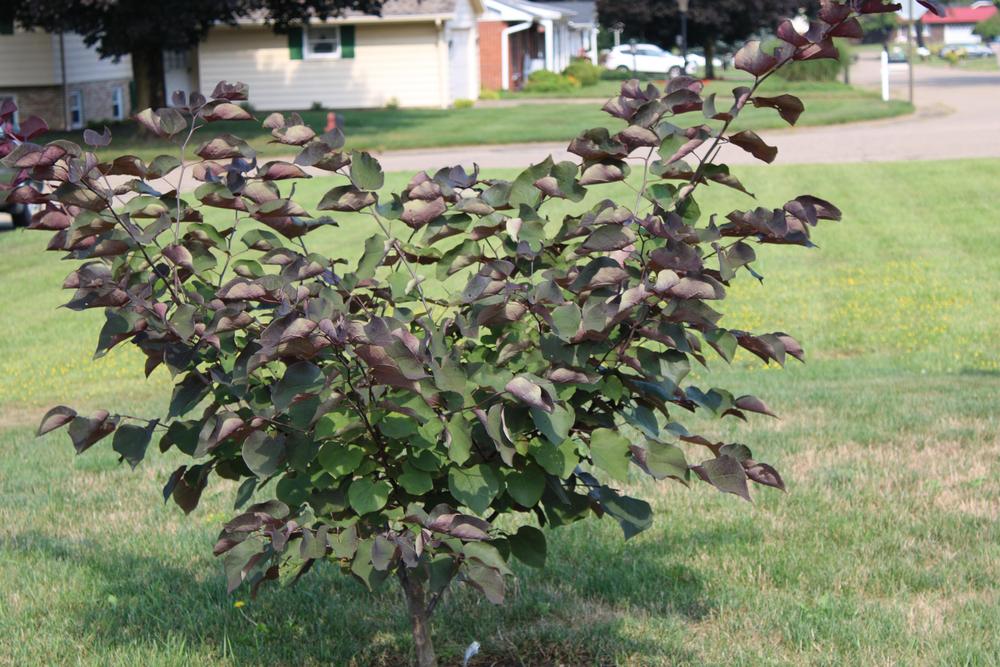 Photo of the entire plant of Eastern Redbud (Cercis canadensis 'Forest ...