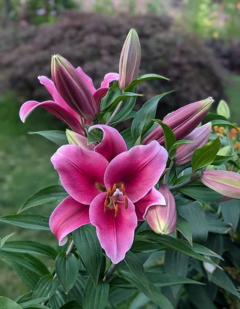 Lily (Lilium Strong Love®) in the Lilies Database - Garden.org
