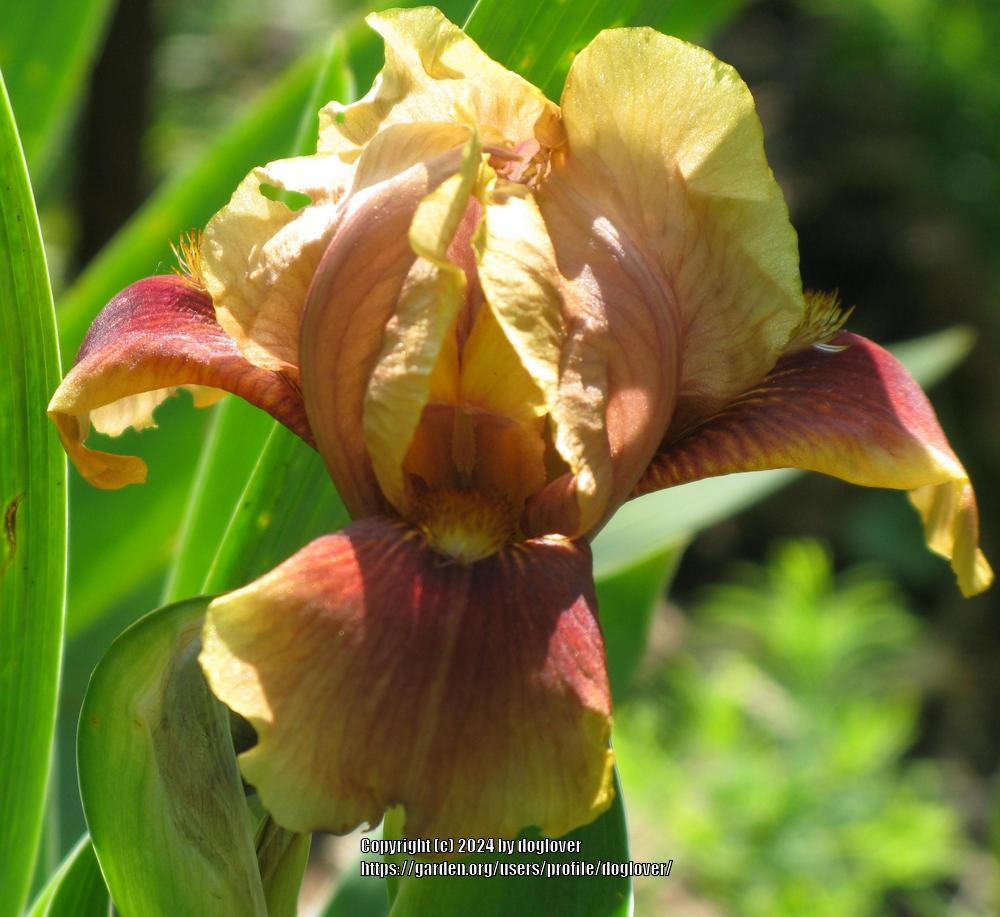 Photo of the bloom of Intermediate Bearded Iris (Iris 'Oklahoma Bandit ...