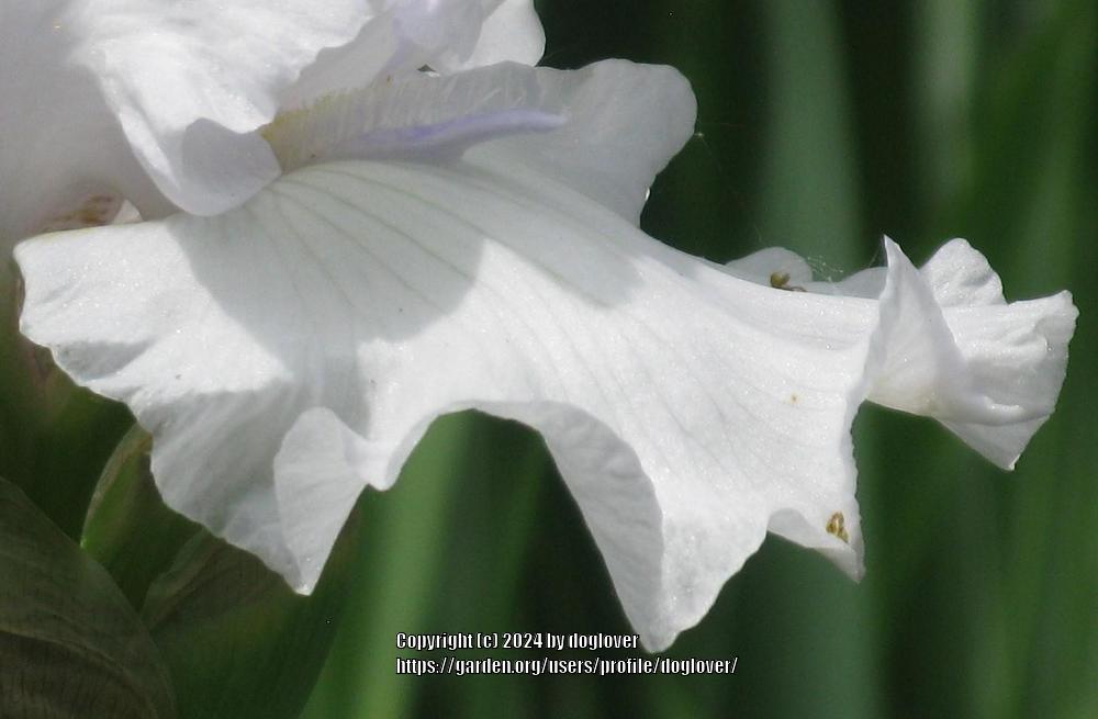 Photo of the closeup of buds, sepals and receptacles of Tall Bearded Iris (Iris 'Battlestar ...