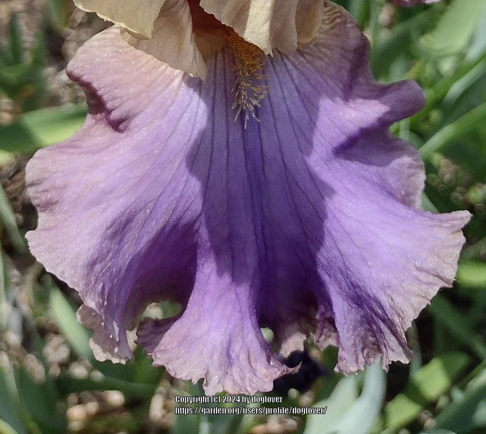 Photo of the closeup of buds, sepals and receptacles of Tall Bearded Iris (Iris 'Kevin's Theme ...
