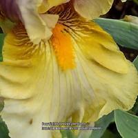 Photo of the closeup of buds, sepals and receptacles of Tall Bearded ...