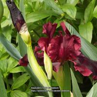 Photo of the bloom of Tall Bearded Iris (Iris 'Rio Rojo') posted by ...