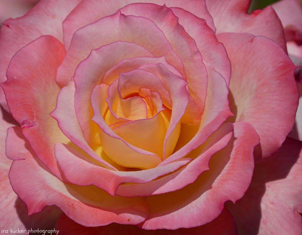 Photo of the bloom of Rose (Rosa 'Secret') posted by drirastucker ...