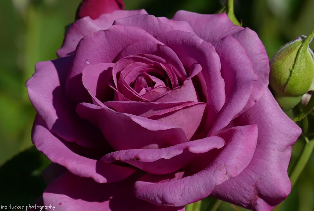 Photo of the bloom of Rose (Rosa 'Plum Perfect') posted by drirastucker ...