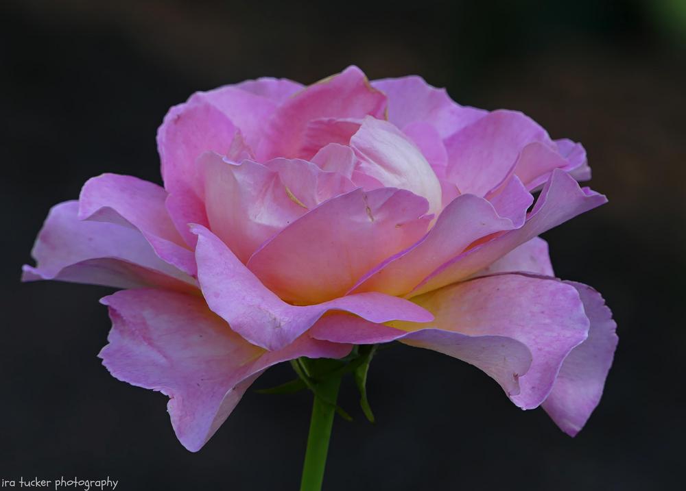 Photo of the bloom of Hybrid Tea Rose (Rosa 'Tiffany') posted by ...