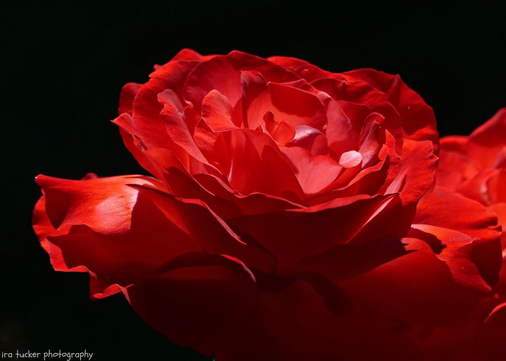 Photo of the bloom of Rose (Rosa 'Milestone') posted by drirastucker ...