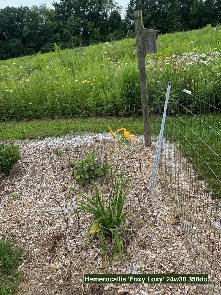 Photo of the seedling or young plant of Daylily (Hemerocallis 'Foxy ...