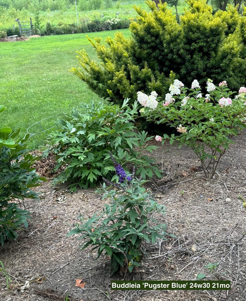 Photo of the seedling or young plant of Butterfly Bush (Buddleja ...