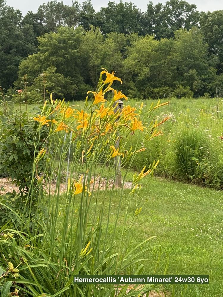 Photo of the entire plant of Daylily (Hemerocallis 'Autumn Minaret ...