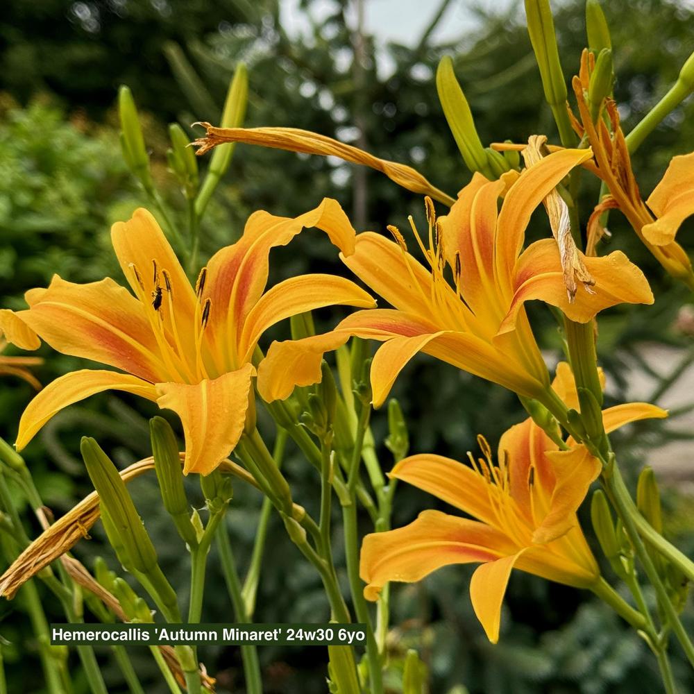 Photo of the bloom of Daylily (Hemerocallis 'Autumn Minaret') posted by ...